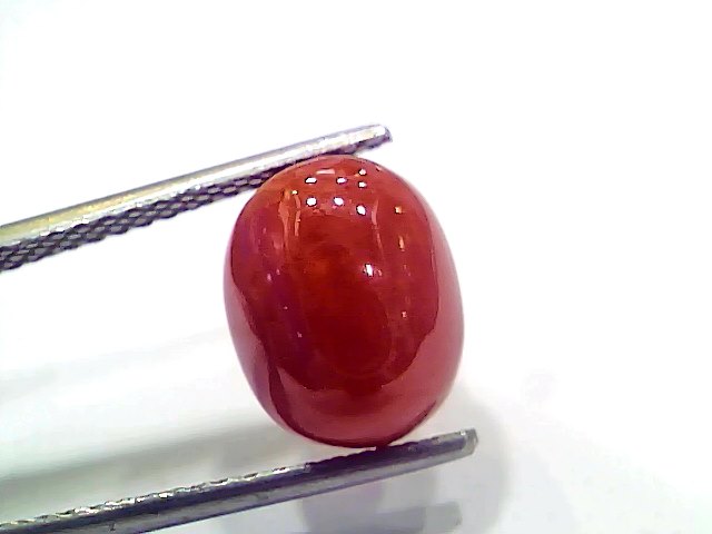 4.99 Ct 8.31 Ratti Natural Italian Red Coral Moonga Gemstone